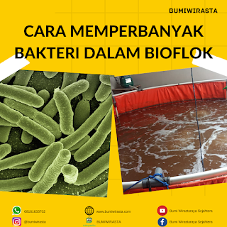 Cara Memperbanyak Bakteri Dalam Bioflok