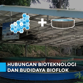 Hubungan Bioteknologi Dengan Budidaya Bioflok